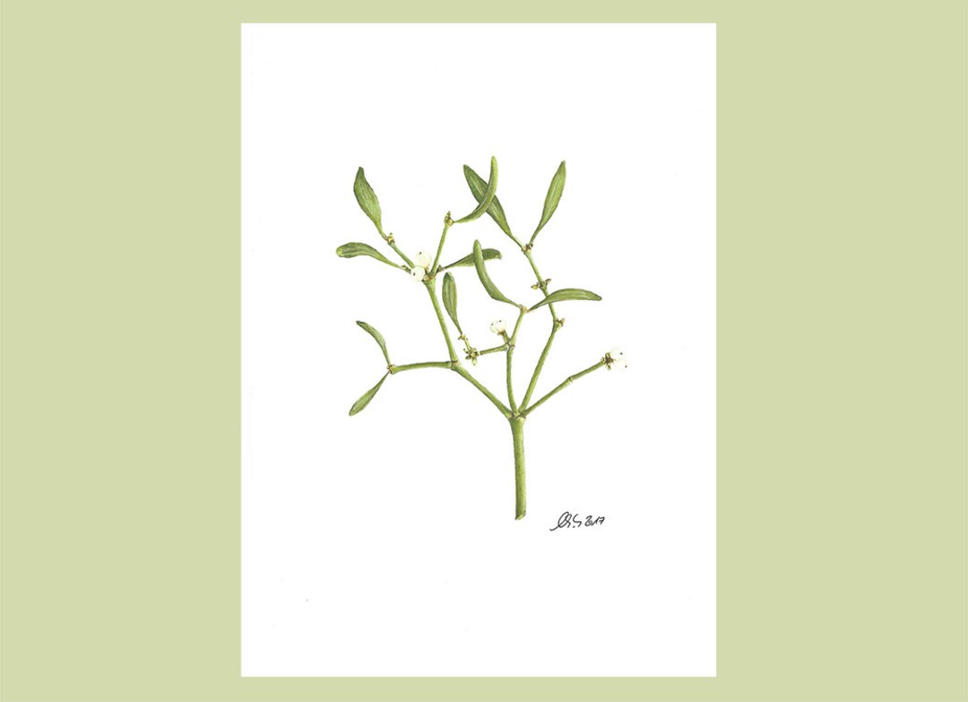 Botanische Illustration Mistel, A4, Wandbild, Weinachtsdekoration ...