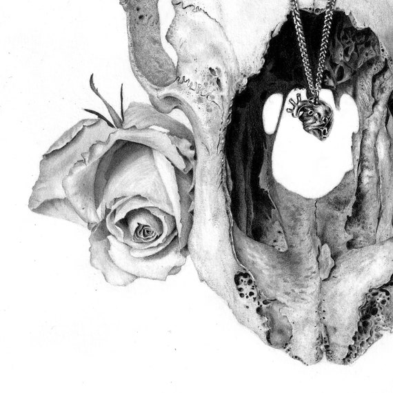 Skull And Rose Drawings In Pencil