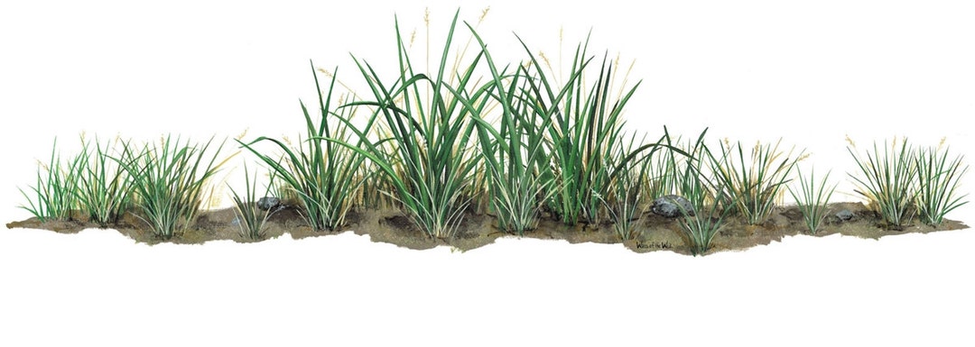 Grass Wall Decal - Etsy