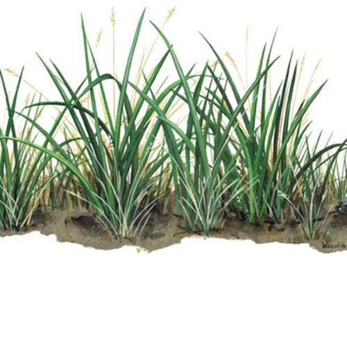 Grass Wall Decal Beautiful Deco Art Sticker Mural FREE - Etsy