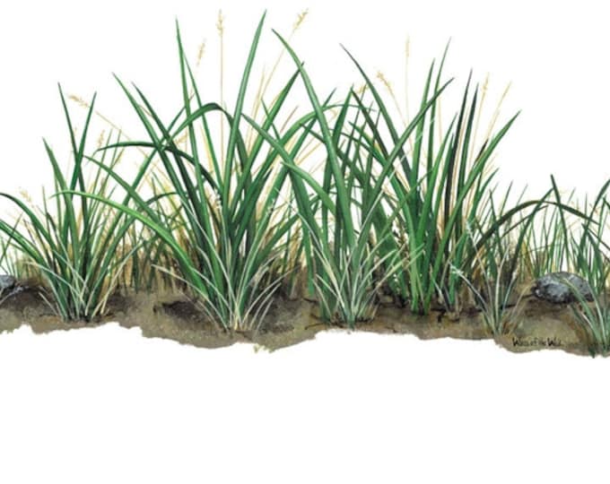 Grass Wall Decal - Etsy