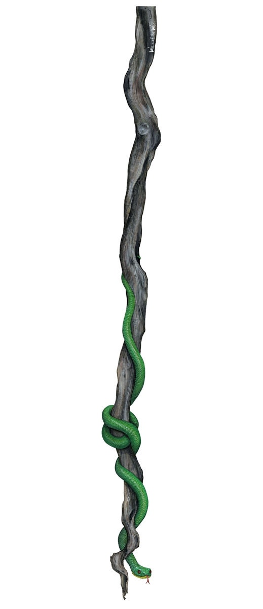 Rainforest Tree Snake Wall Mural - Etsy