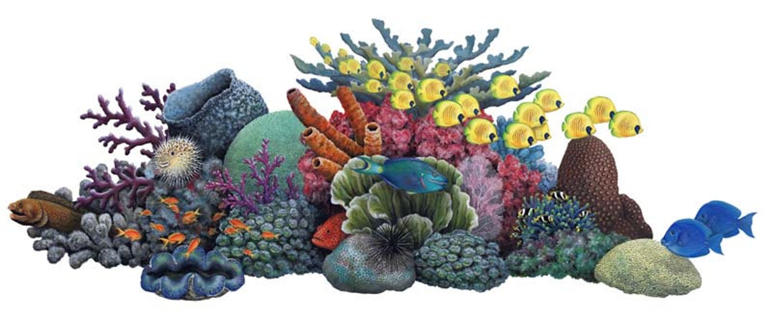 Coral Reef Wall Decal - Etsy