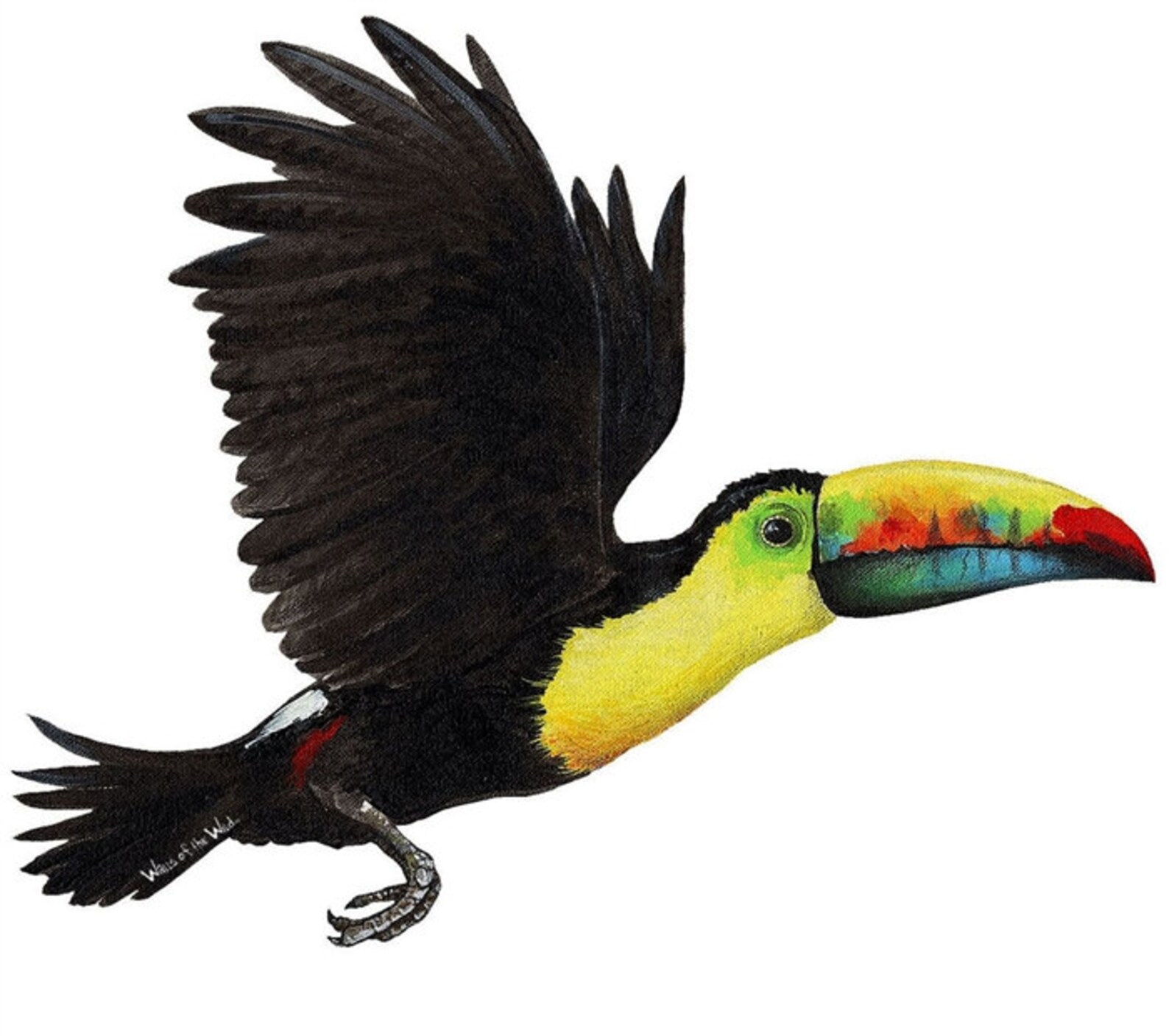 Toucan Wall Mural - Etsy