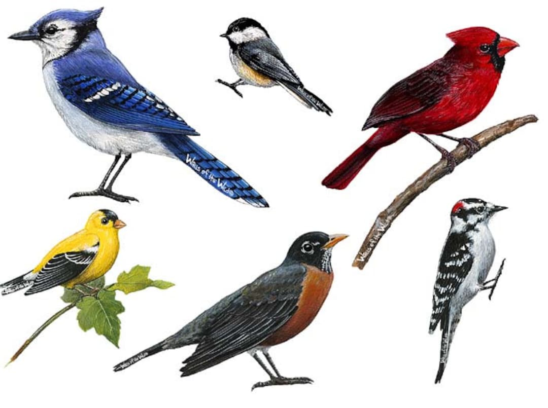 Song Birds Combo Pack Wall Decals - Etsy