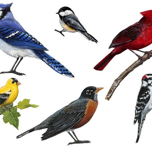 Song Birds Combo Pack Wall Decals - Etsy