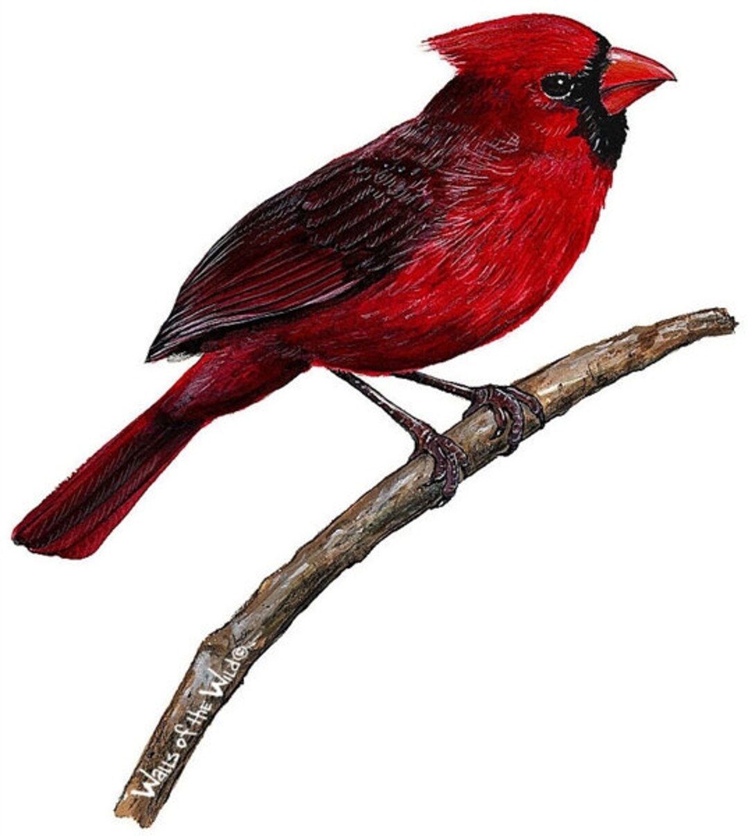 Cardinal Wall Decal - Etsy