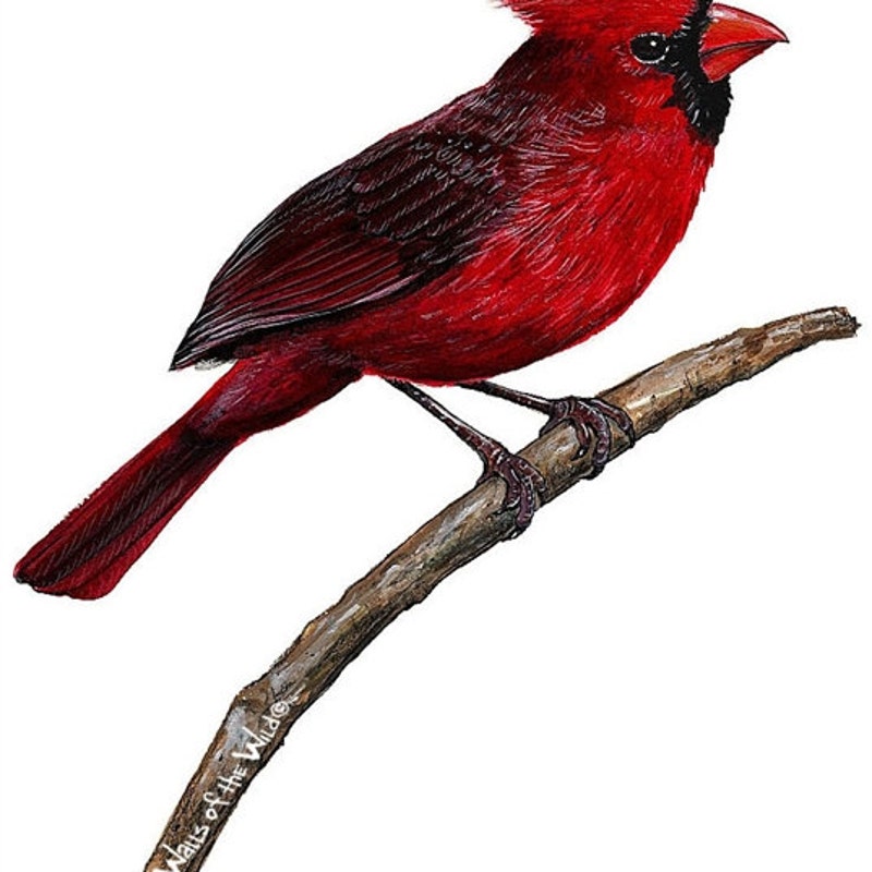 Cardinal Decal - Etsy