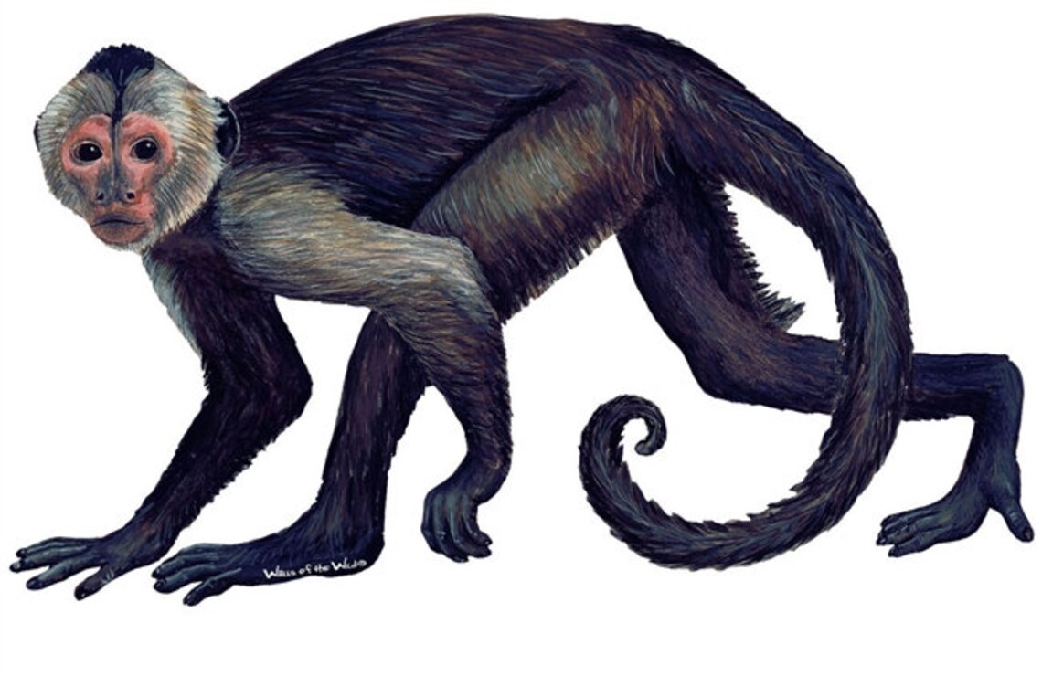 Capuchin Wall Decal - Etsy