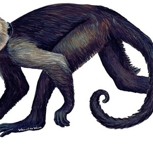 Capuchin Wall Decal - Etsy