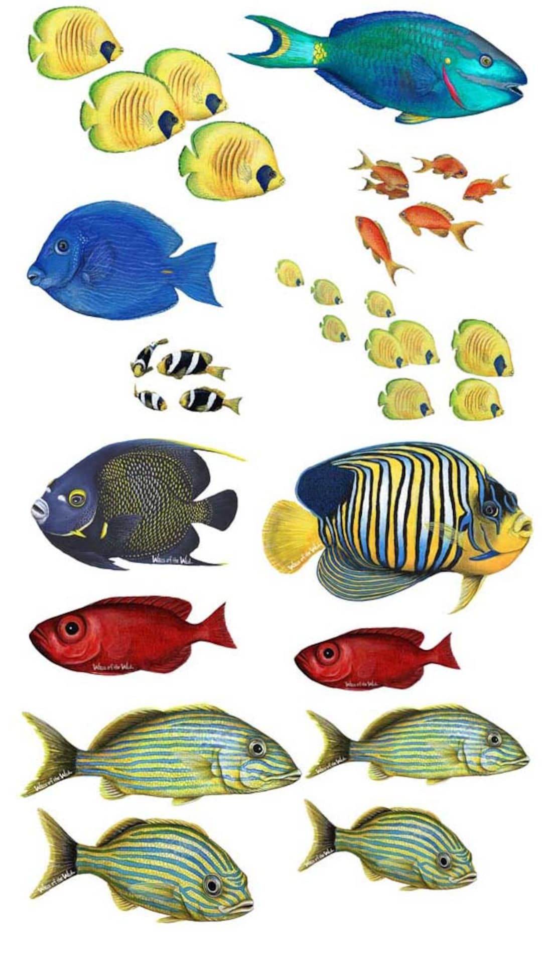 Tropical Fish Assortment Wall Decals - Etsy