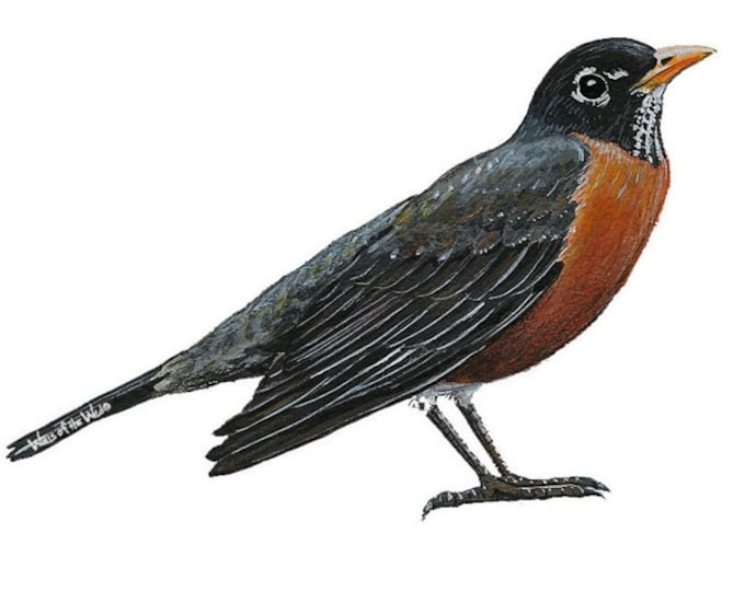 Robin Wall Decal - Etsy