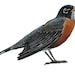 Robin Wall Decal - Etsy