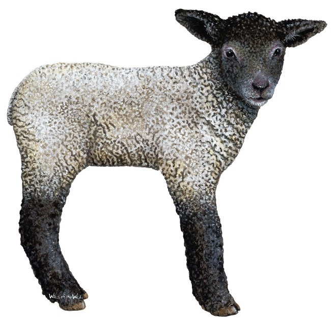 Lamb Wall Decal - Etsy