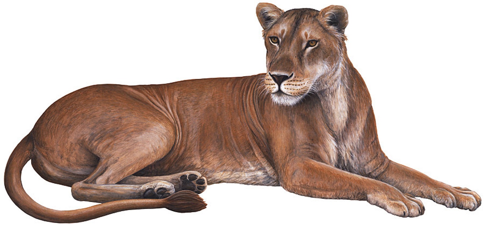Lioness Wall Decal Sticker (46 In. X 22 In.) - Etsy