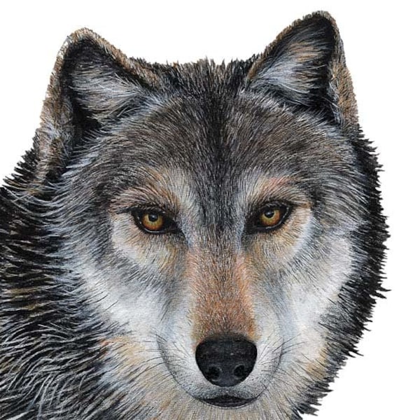 Wolf Wall Decal - Etsy