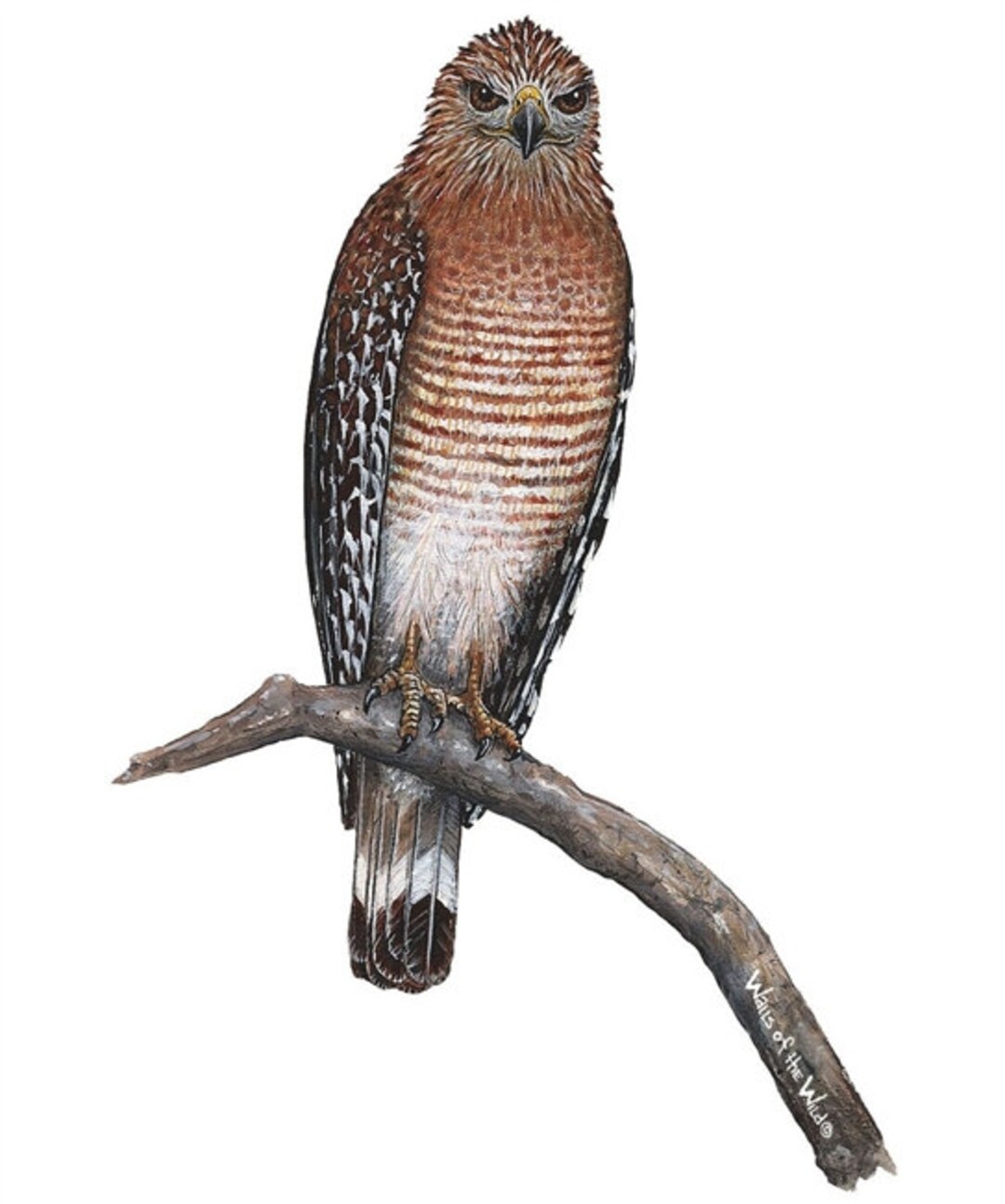 Hawk Wall Decal - Etsy