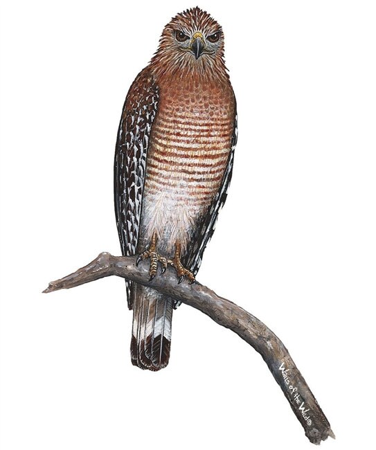 Hawk Wall Decal - Etsy