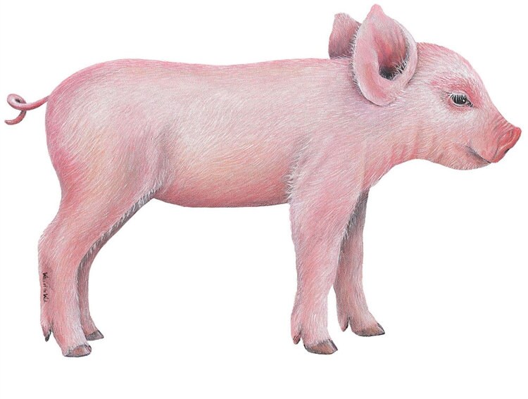 Pig Side View Wall Decal - Etsy