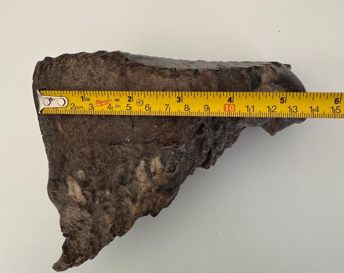 Wooly Mammoth Tooth Rare Juvenile Size Good Symmetry Yakutia,siberia ...