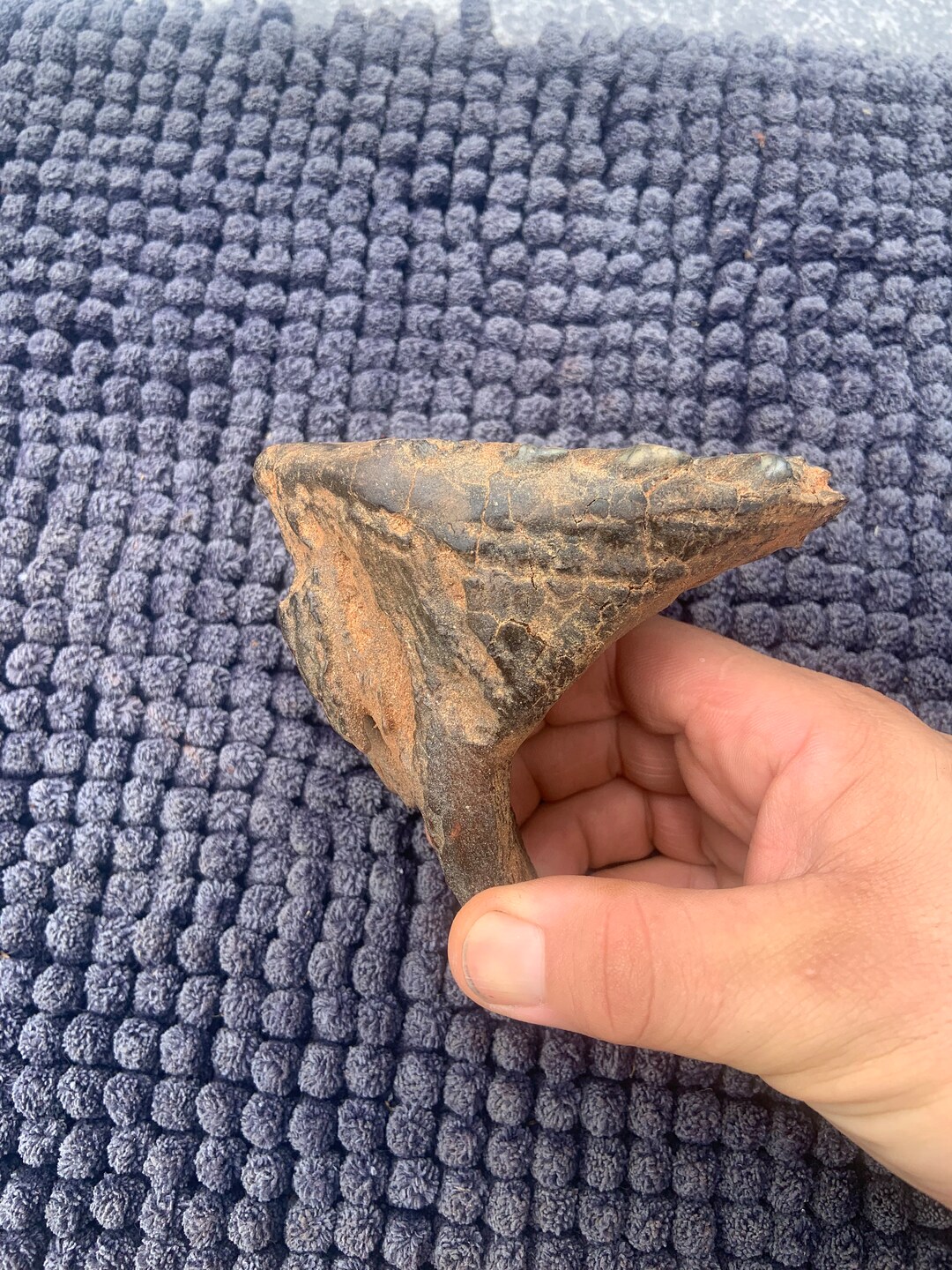 Baby Fossil Mamm Tooth Pleistocene Era Yakutia Region Siberia - Etsy