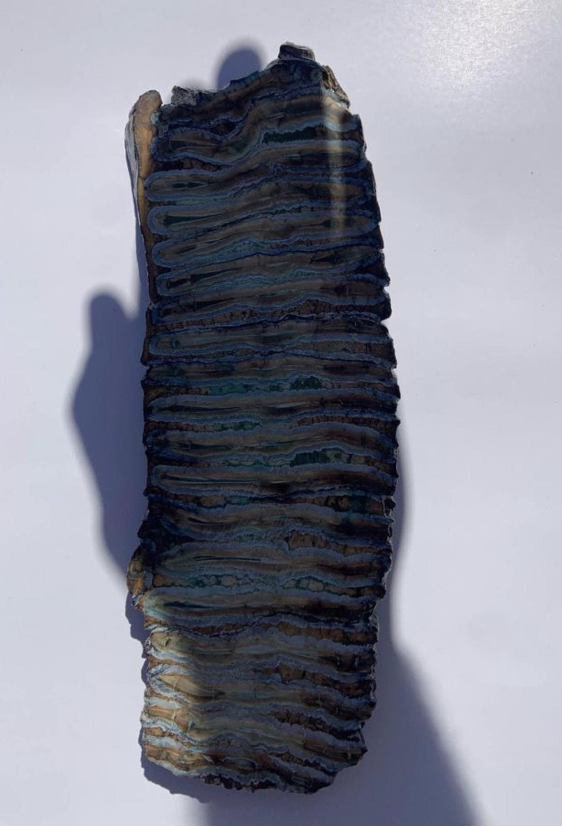 Wooly Mammoth Tooth Slab From Yakutia, Siberia Ships From Texas - Etsy