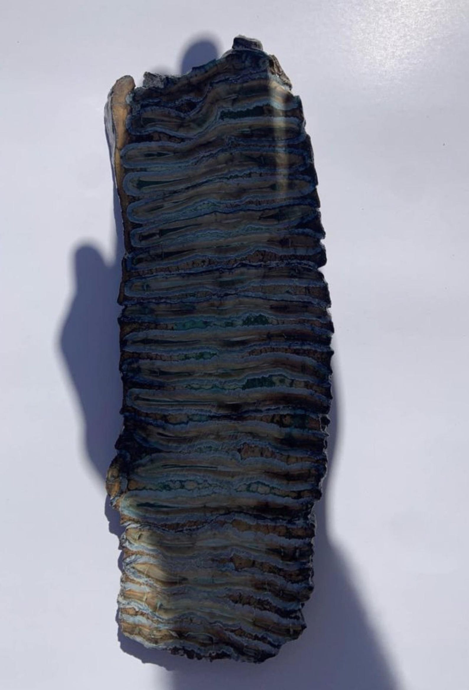 Wooly Mammoth Tooth Slab From Yakutia, Siberia Ships From Texas - Etsy