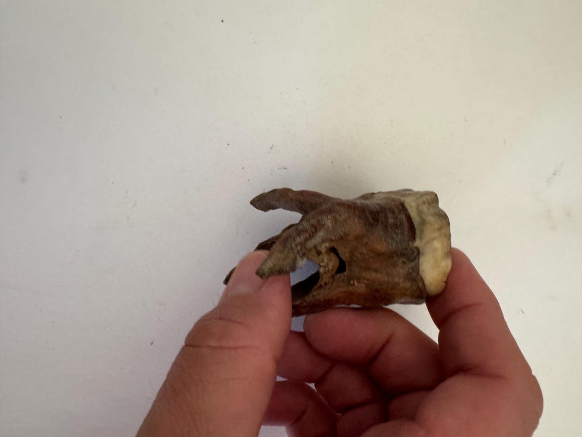 Wooly Rhinoceros Tooth From Yakutia Siberia Ships From Dallas, Texas ...