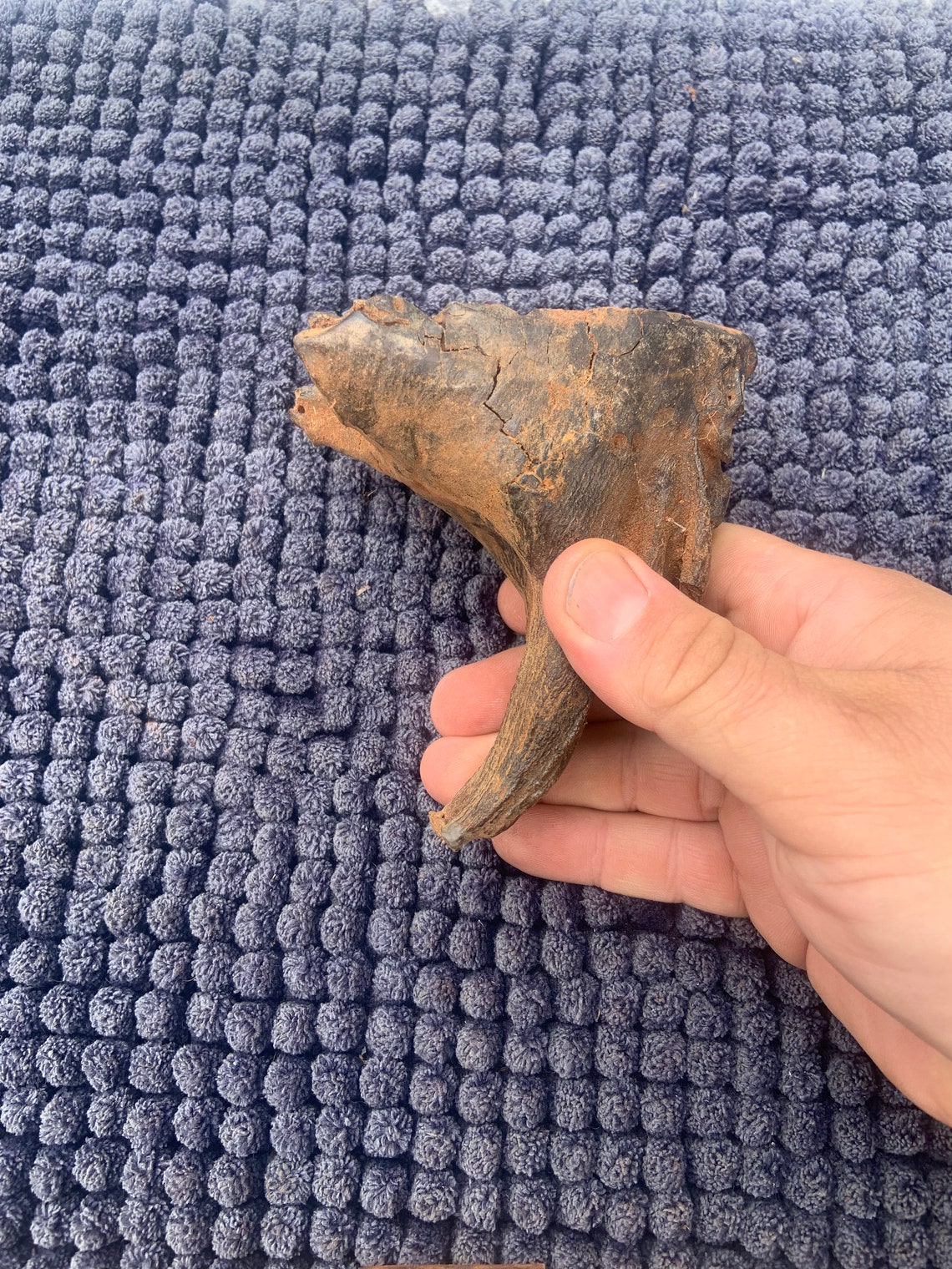 Baby Fossil Mamm Tooth Pleistocene Era Yakutia Region Siberia - Etsy