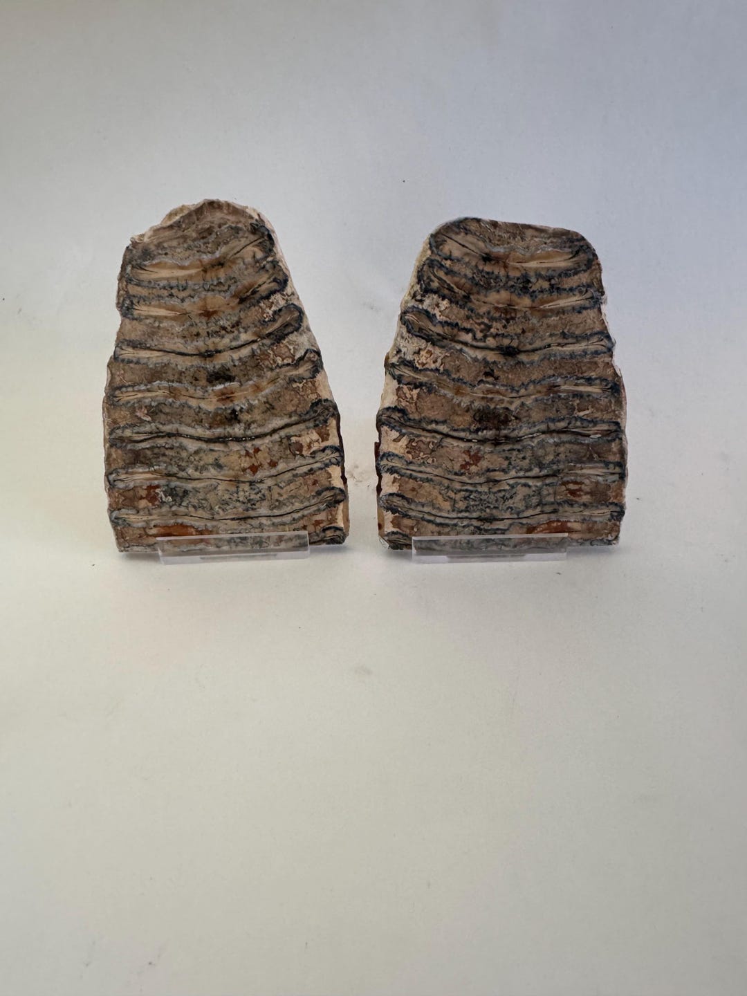 Matched Set Wooly Mammoth Tooth Slabs Fromyakutia Siberia Ships From ...