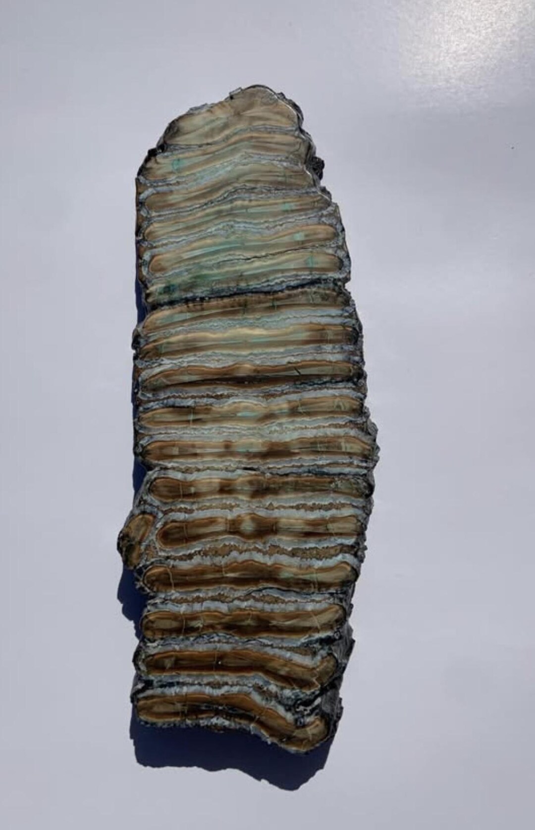 Wooly Mammoth Tooth Slab From Yakutia, Siberia Ships From Texas - Etsy ...