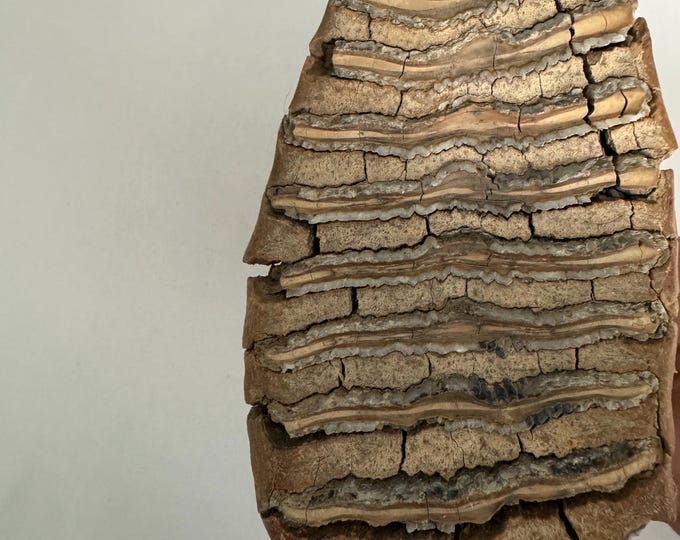 Wooly Mammoth Tooth Rare Juvenile Size Good Symmetry Yakutia,siberia ...