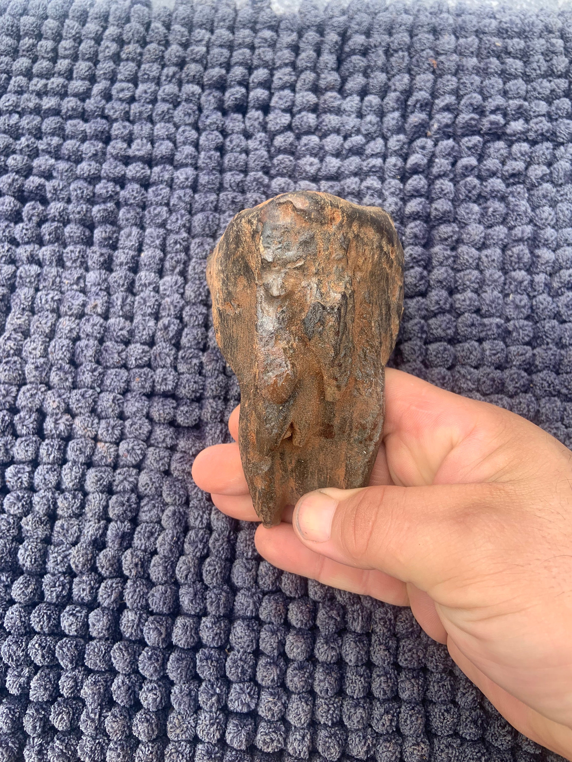 Baby Fossil Mamm Tooth Pleistocene Era Yakutia Region Siberia - Etsy