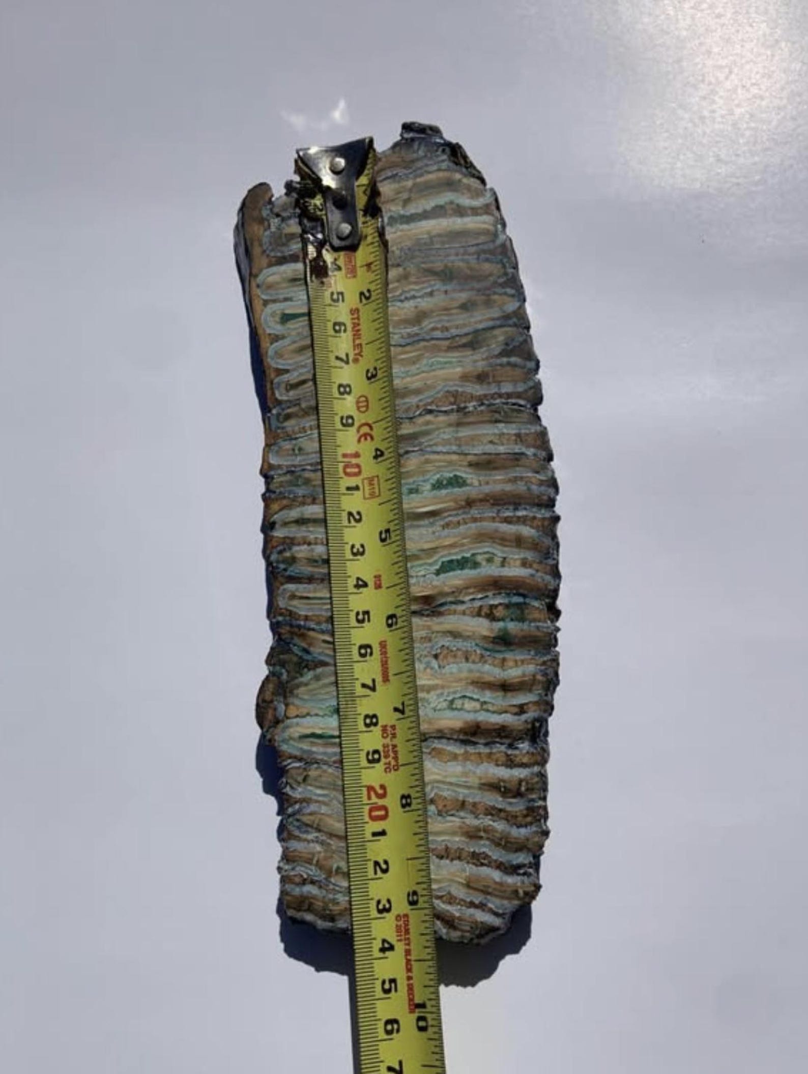 Wooly Mammoth Tooth Slab From Yakutia, Siberia Ships From Texas - Etsy