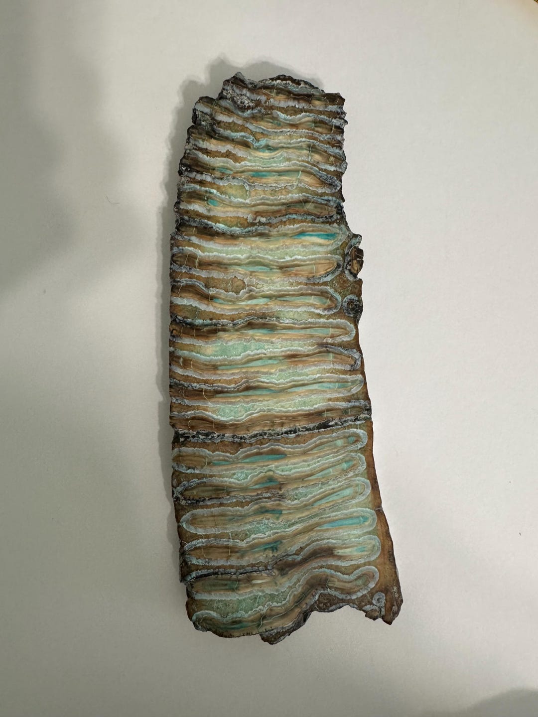 Display Ready and Highly Polished Wooly Mammoth Tooth From Siberia ...