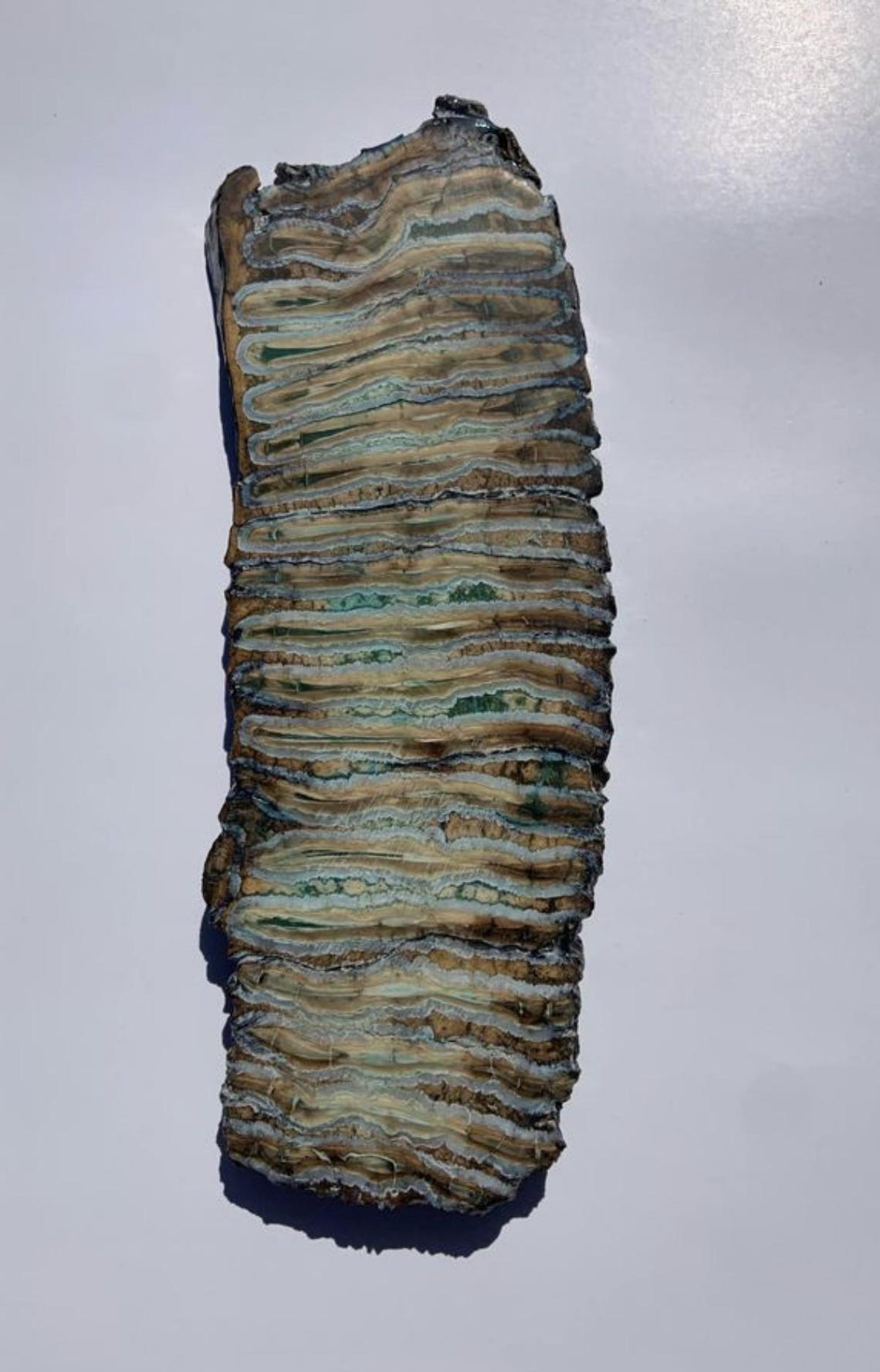 Wooly Mammoth Tooth Slab From Yakutia, Siberia Ships From Texas - Etsy