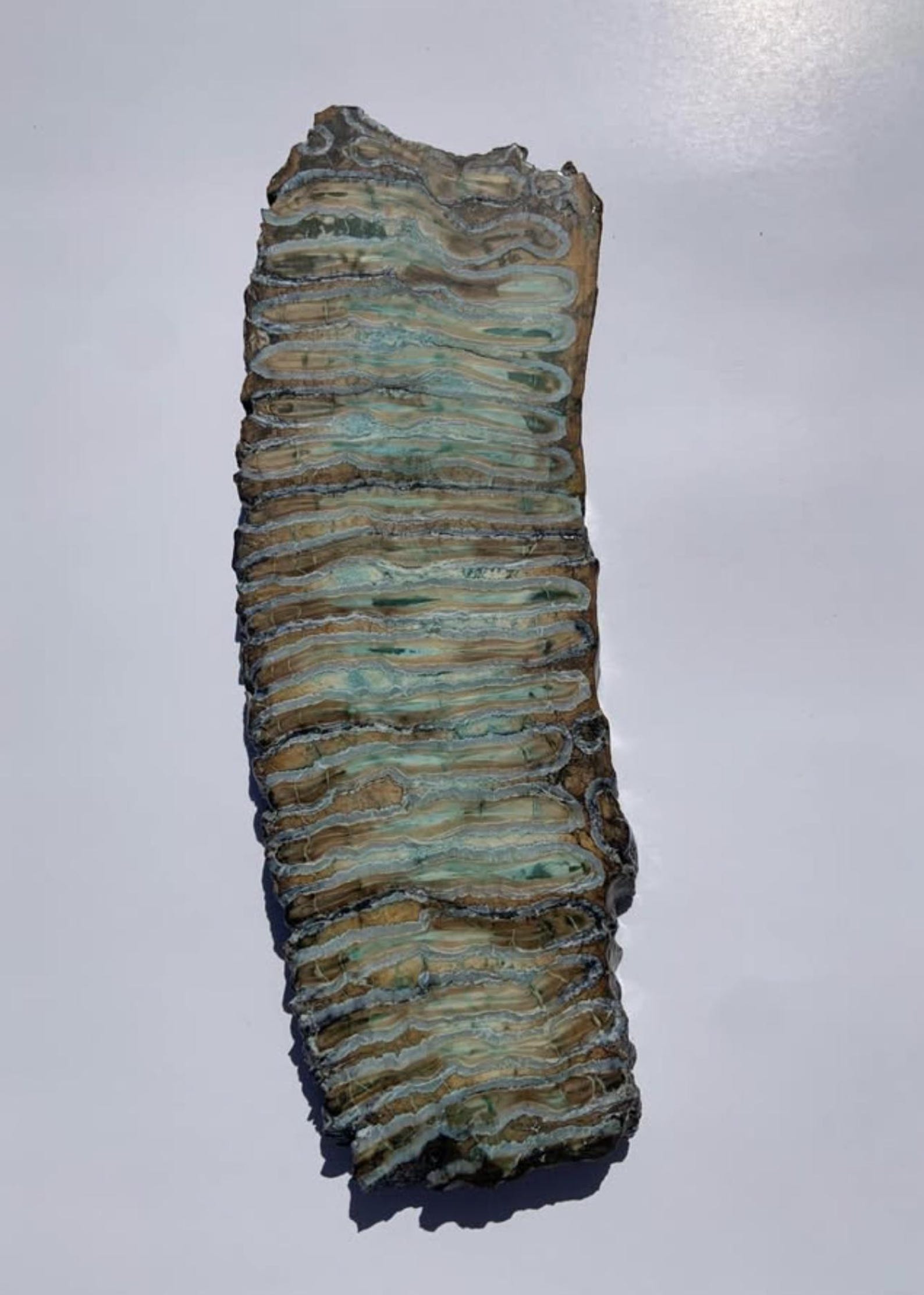 Wooly Mammoth Tooth Slab From Yakutia, Siberia Ships From Texas - Etsy