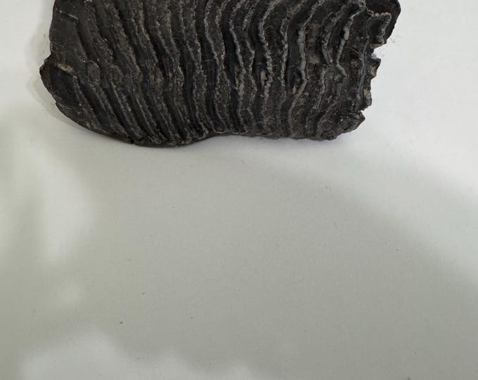 Wooly Mammoth Tooth From Yakutia Siberia Display Ready Ships From ...