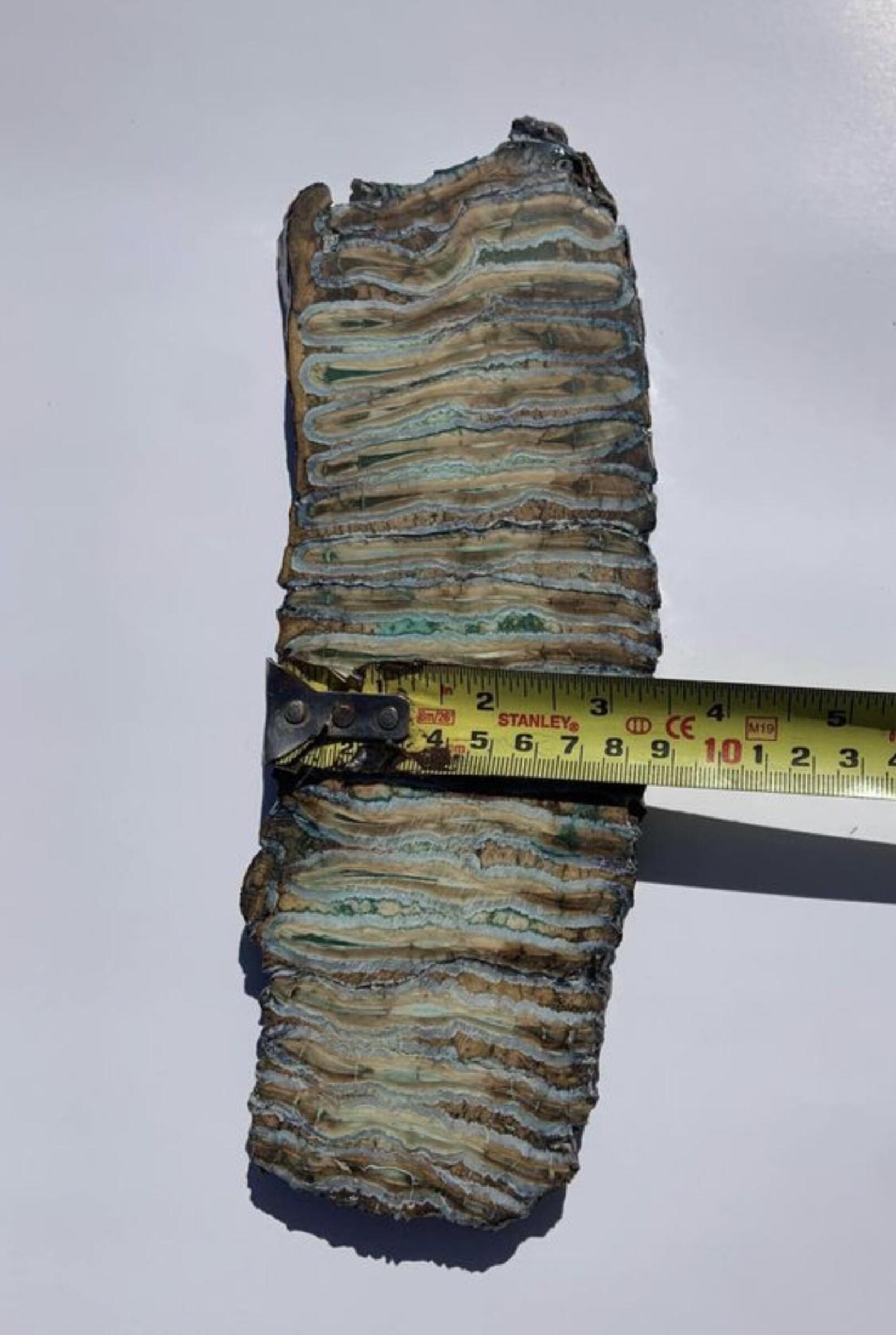 Wooly Mammoth Tooth Slab From Yakutia, Siberia Ships From Texas - Etsy