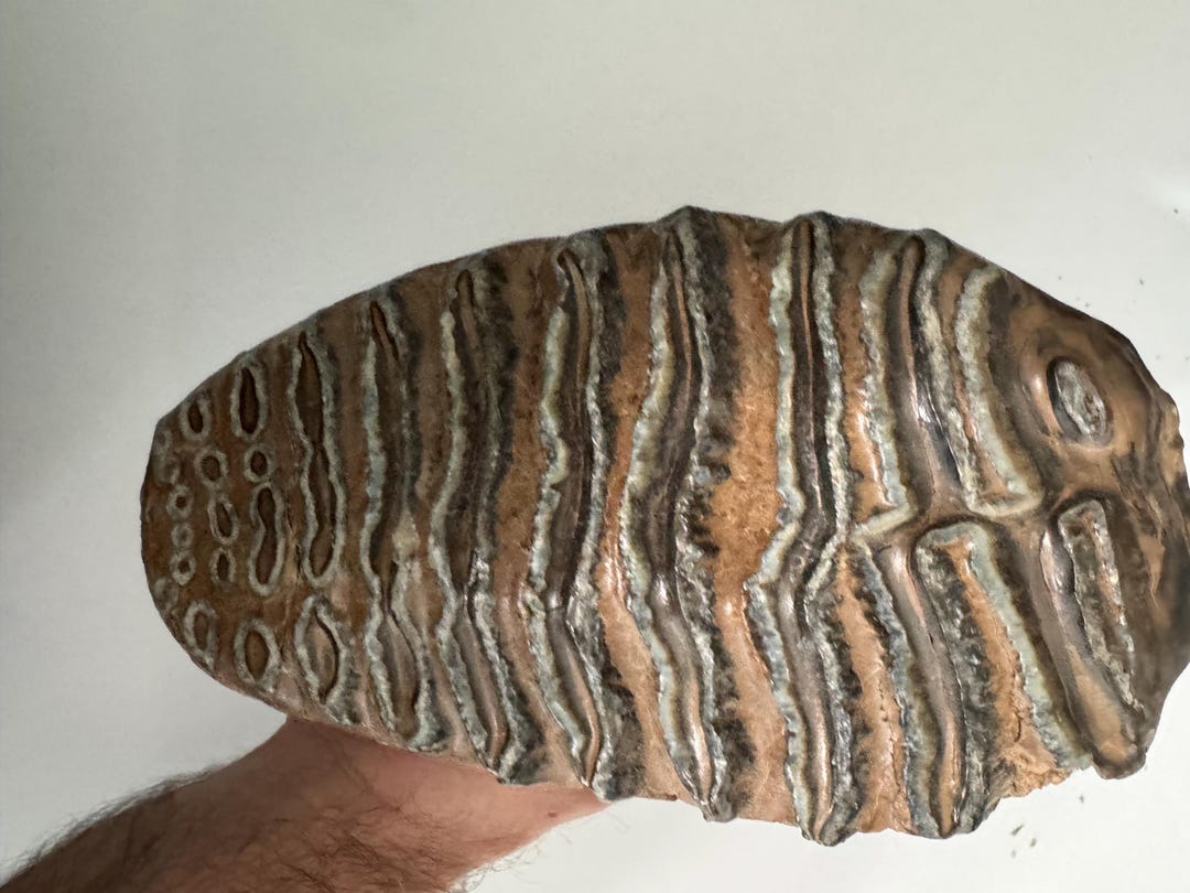 Wooly Mammoth Tooth Pleistocene Era Yakutia, Siberia Ships From Dallas ...