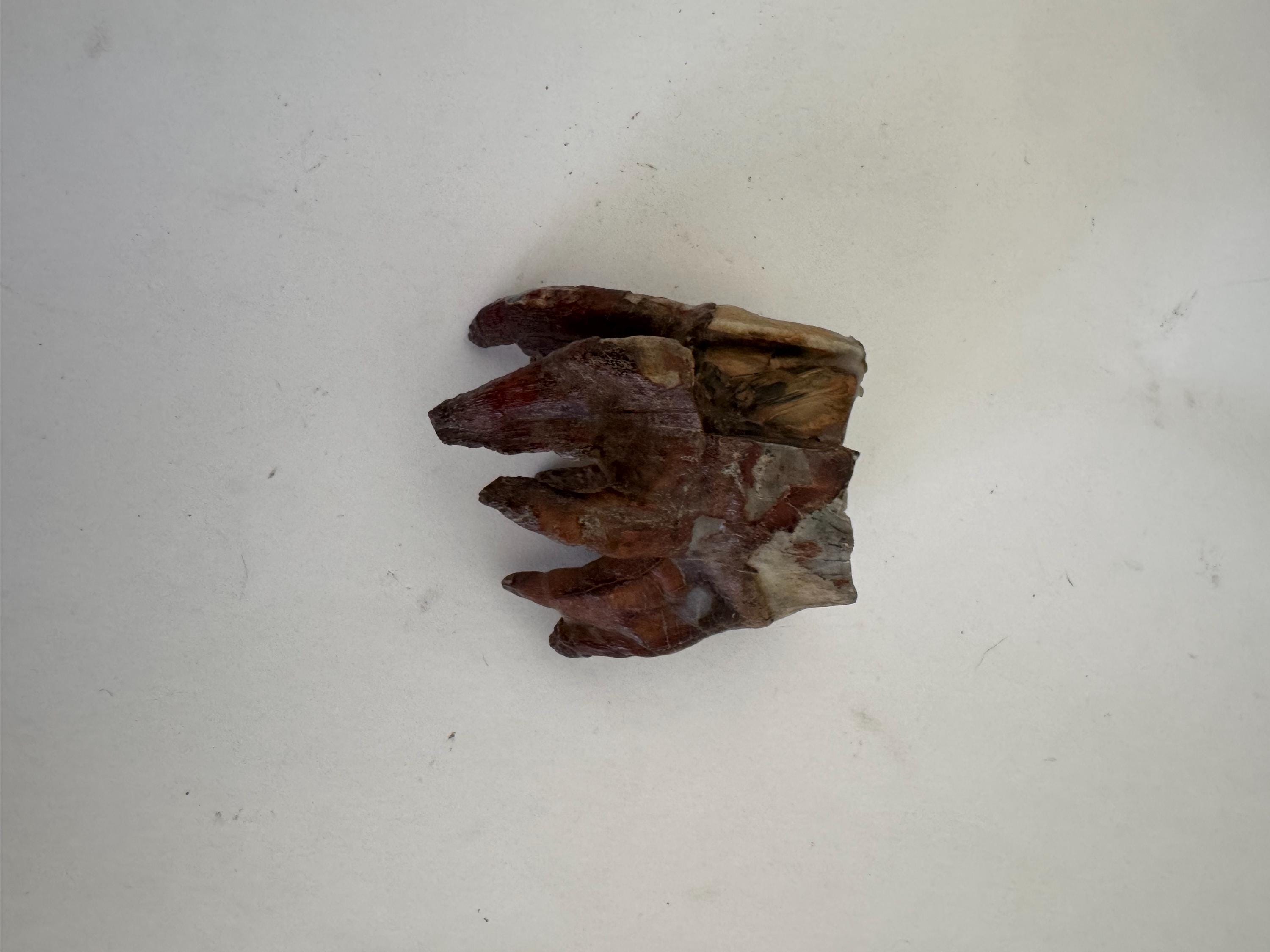 Wooly Rhinoceros Tooth From Yakutia Siberia Ships From Dallas, Texas ...