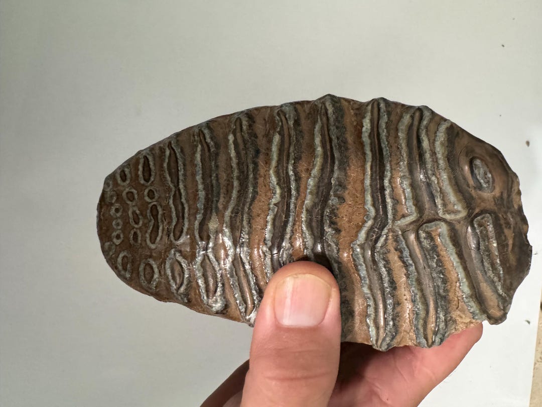 Wooly Mammoth Rare Juvenile Tooth Pleistocene Era Siberia Ships From ...