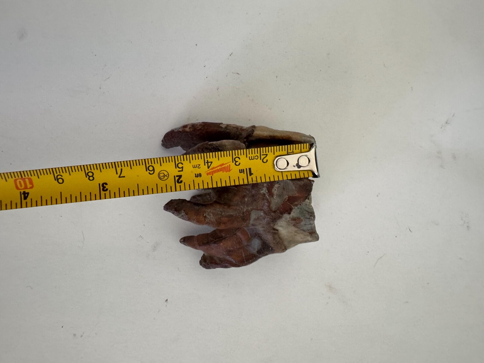 Wooly Rhinoceros Tooth From Yakutia Siberia Ships From Dallas, Texas ...