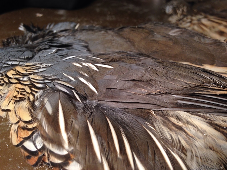 Wild California Quail Skin Pelt Hide - Etsy