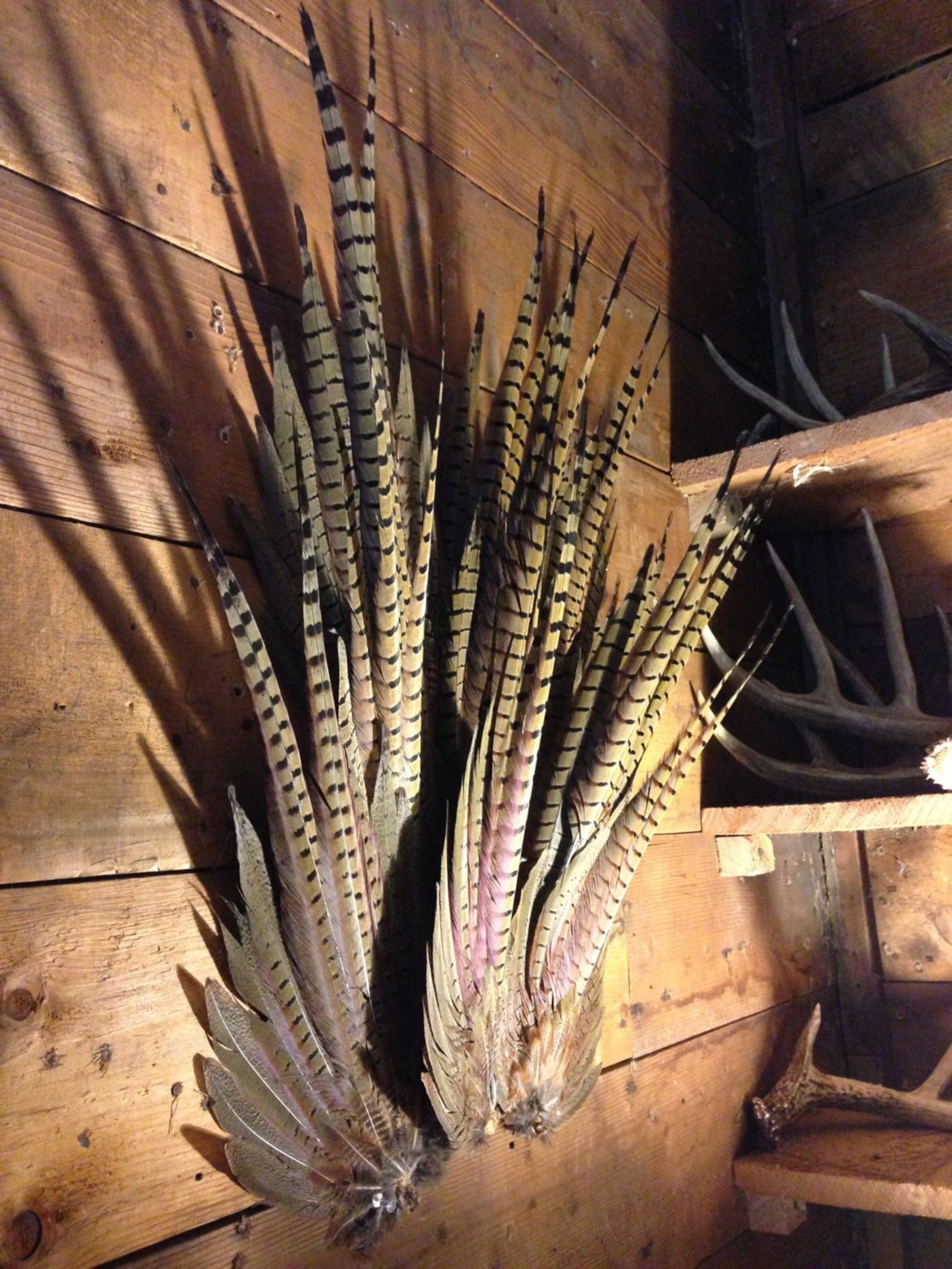 Wild Ringneck Pheasant -- Pheasant Tail Feather -- Free Shipping - Etsy