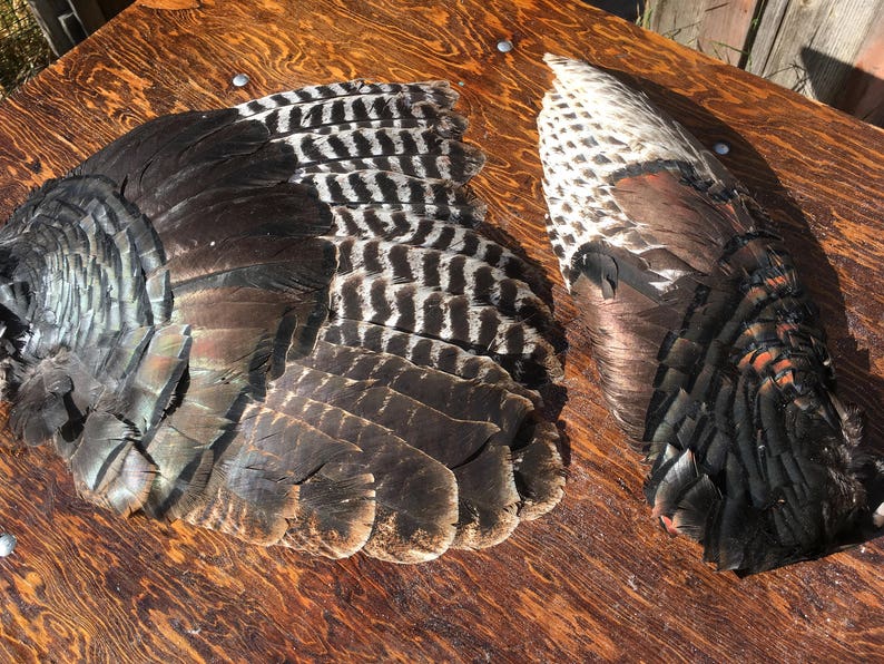 turkey-wing-wild-turkey-feathers-secondary-wing-feathers-etsy