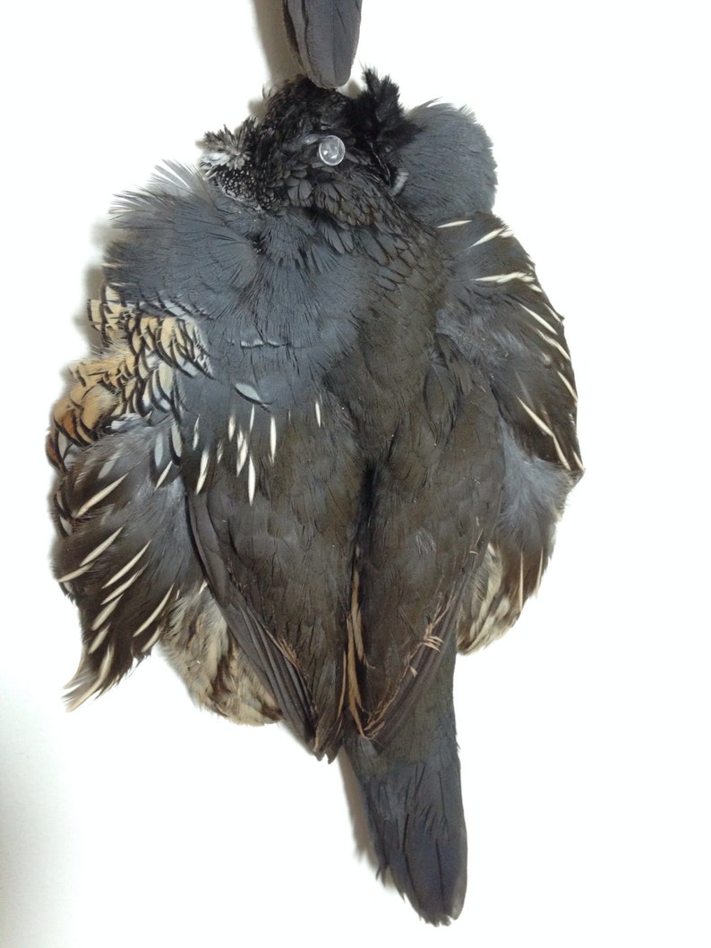 Wild California Quail Skin Pelt Hide - Etsy