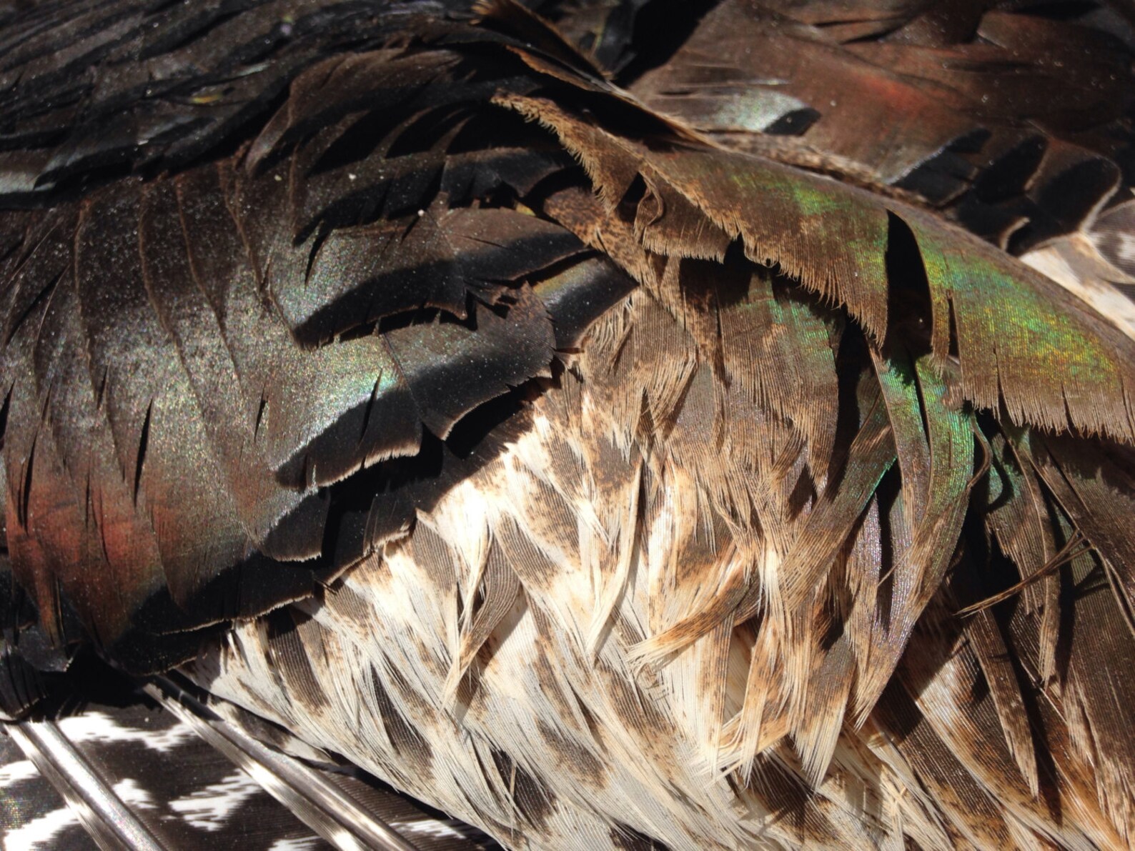 Wild Turkey Pelt -- Feathers -- Skin -- Free Shipping* - Etsy
