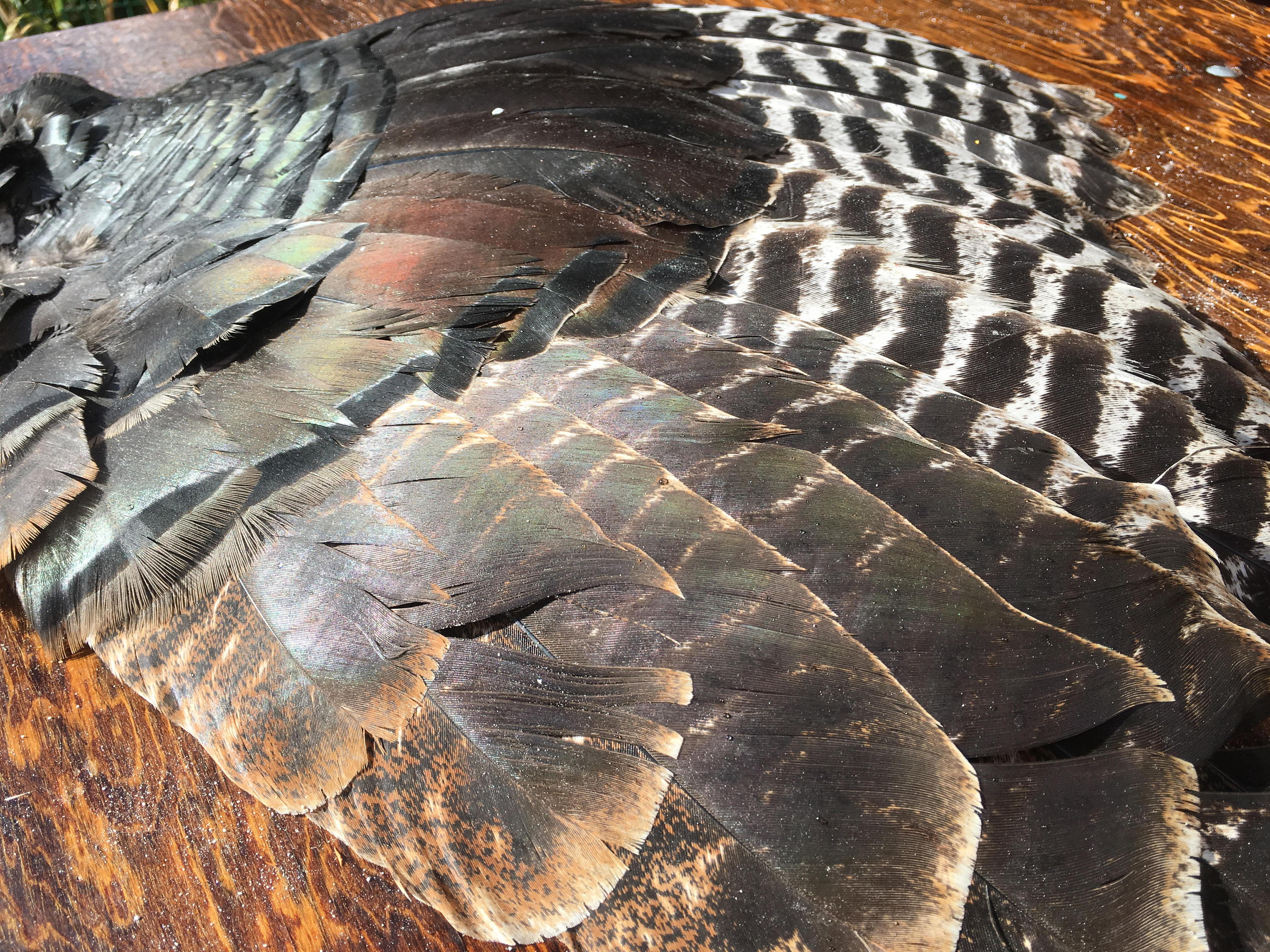 Turkey Wing Wild Turkey Feathers Secondary Wing Feathers Bird Feathers ...