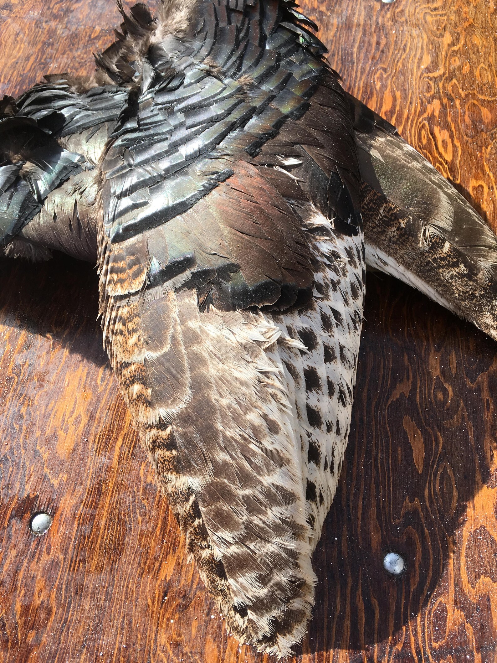 turkey-wing-wild-turkey-feathers-secondary-wing-feathers-etsy